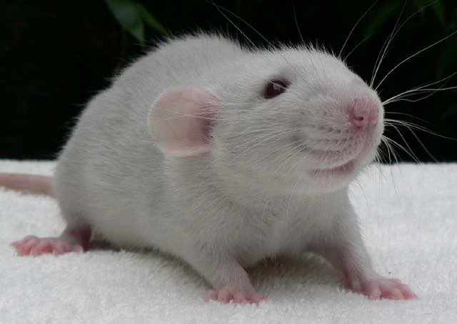 Platinum | Tamme Ratten wiki | Fandom