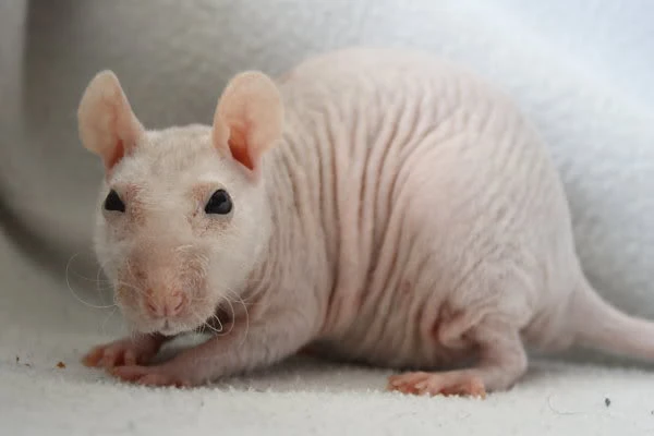 Naakt/Fuzz | Tamme Ratten wiki | Fandom