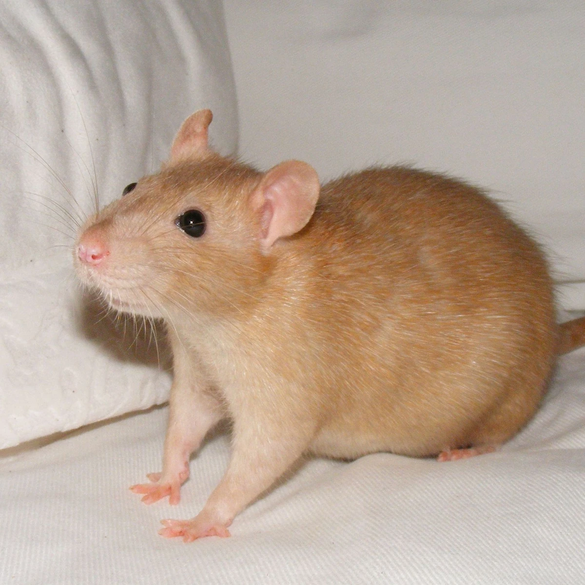 Cinnamon pearl | Tamme Ratten wiki | Fandom