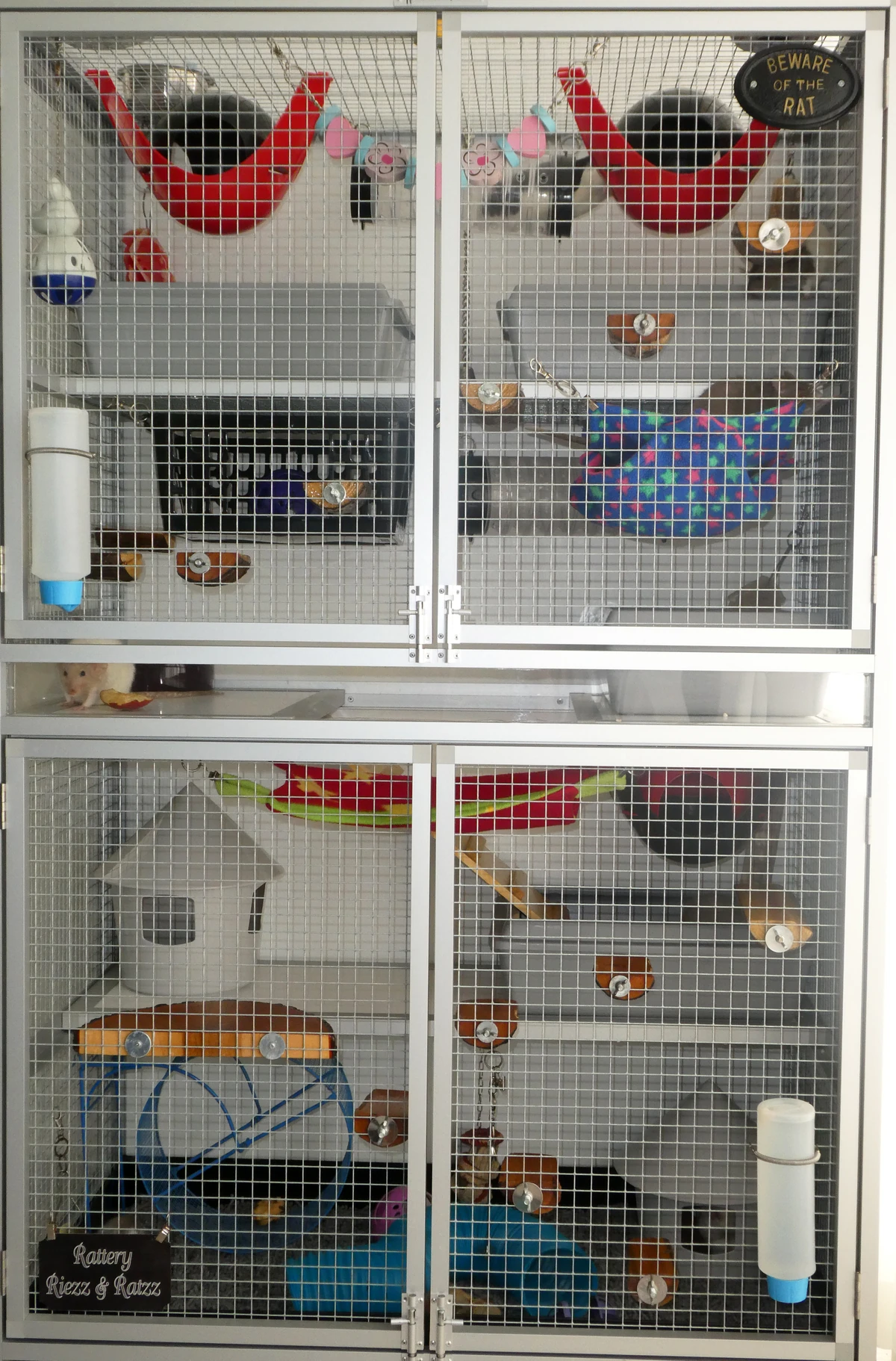 Kooien | Tamme Ratten wiki | Fandom