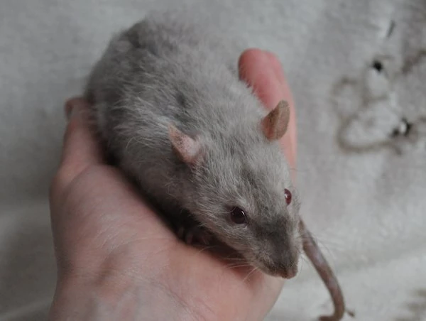 Marter | Tamme Ratten wiki | Fandom