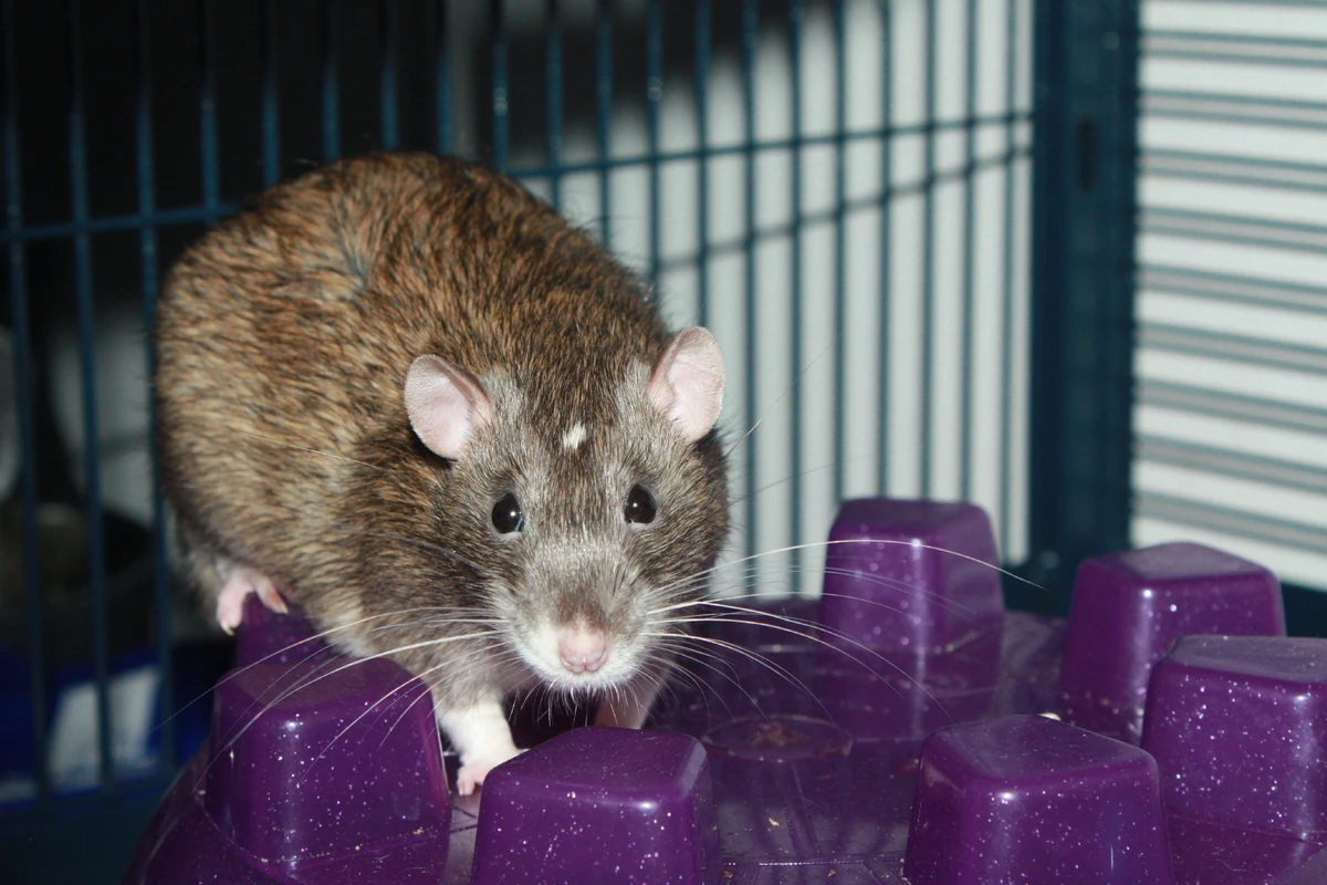 Spot | Tamme Ratten wiki | Fandom