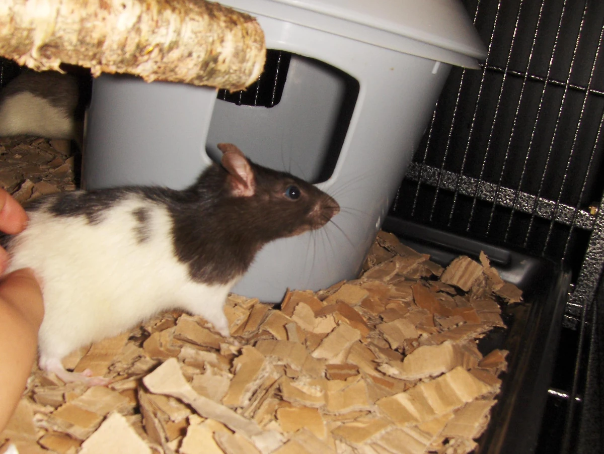 Flapperig | Tamme Ratten wiki | Fandom