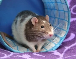 Bont | Tamme Ratten wiki | Fandom