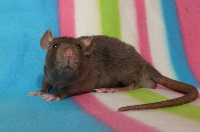 Chocolate | Tamme Ratten wiki | Fandom