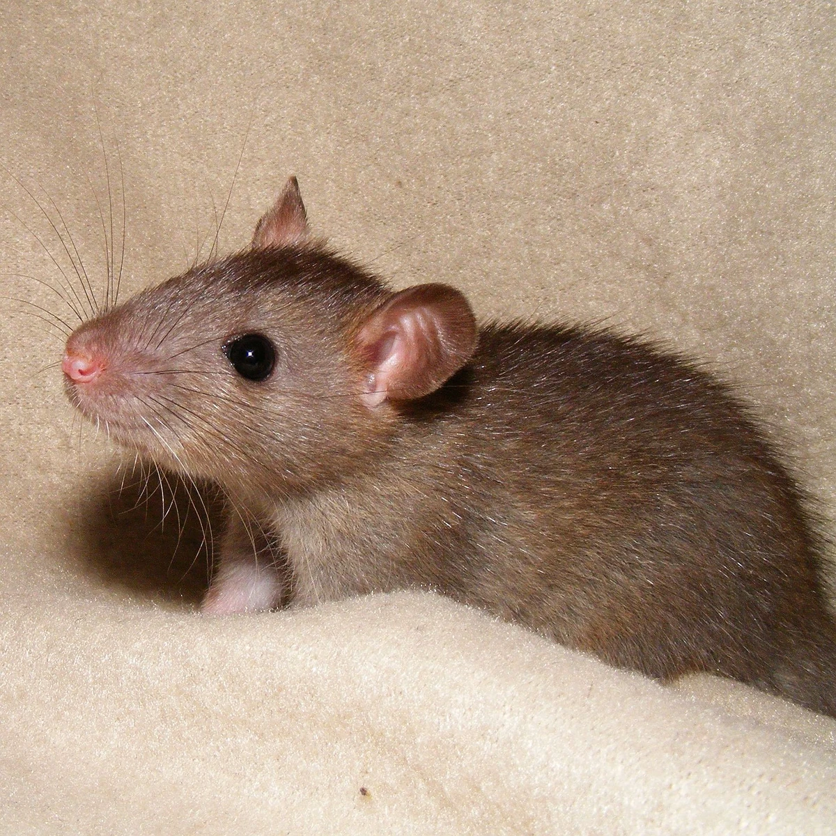 Chocolate agouti | Tamme Ratten wiki | Fandom