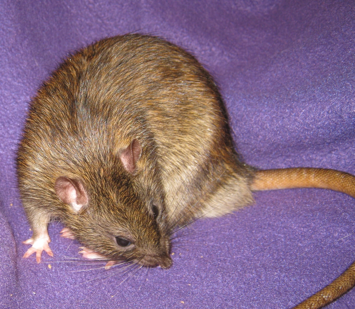 Agouti | Tamme Ratten wiki | Fandom