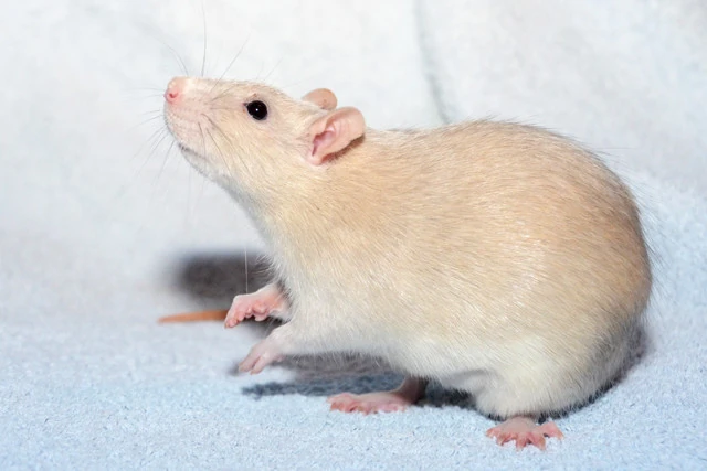 Wheaten burmees | Tamme Ratten wiki | Fandom