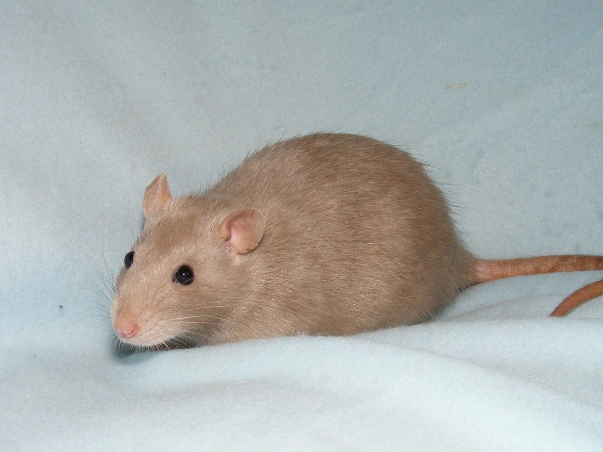 Dove | Tamme Ratten wiki | Fandom