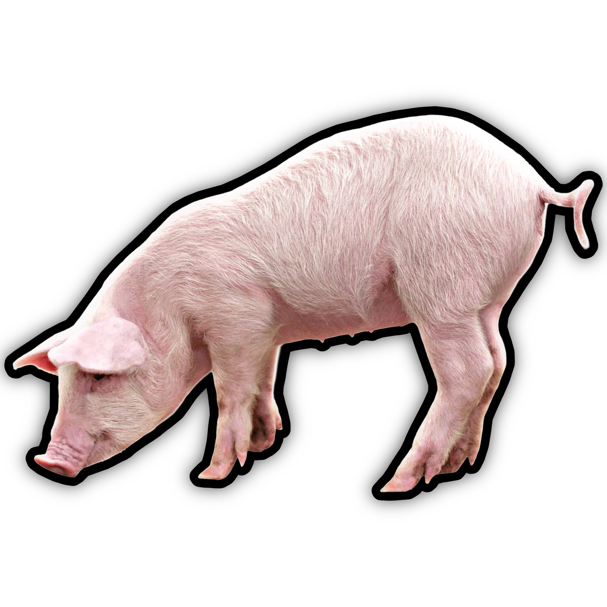 Pig (Real World) | TankMaster Battles Wiki | Fandom