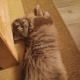 Gougou | Wiki Qanistan | Fandom