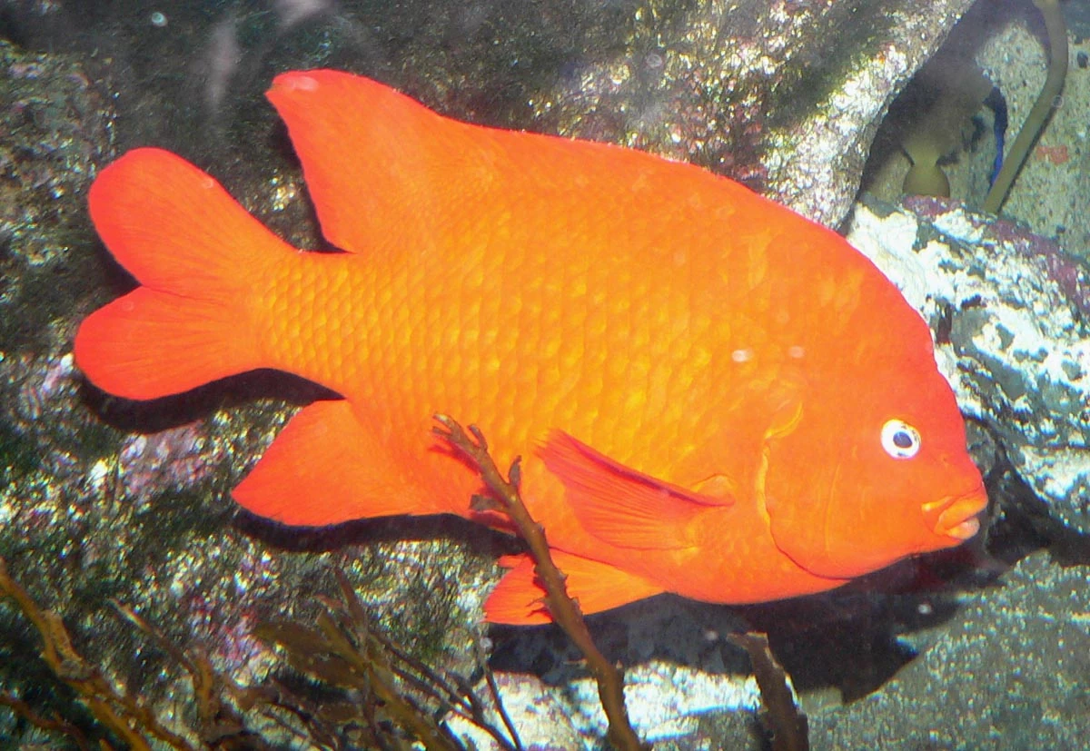 Garibaldi | Tap Reef Wiki | Fandom