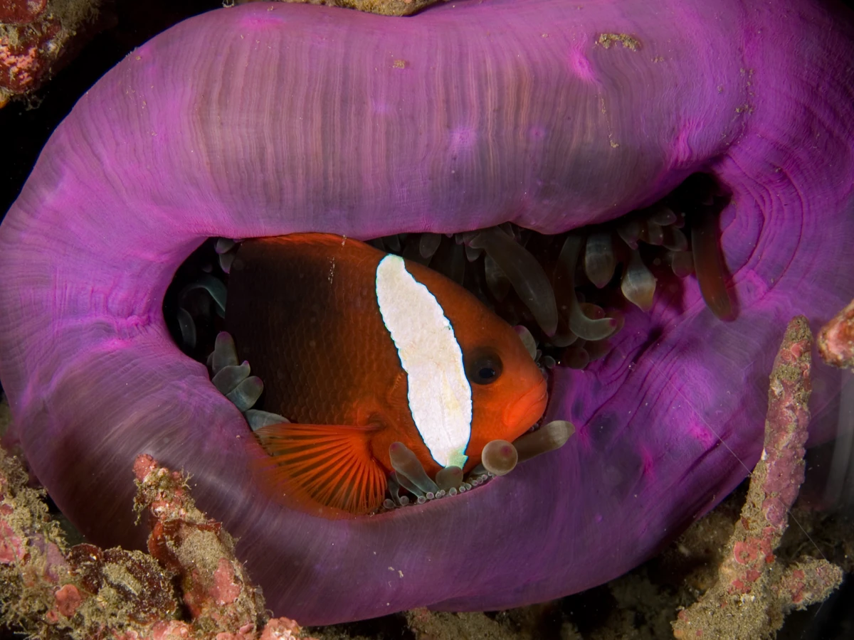 Fire Clownfish | Tap Reef Wiki | Fandom