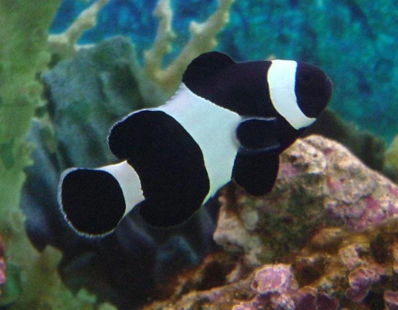 Black Clownfish | Tap Reef Wiki | Fandom