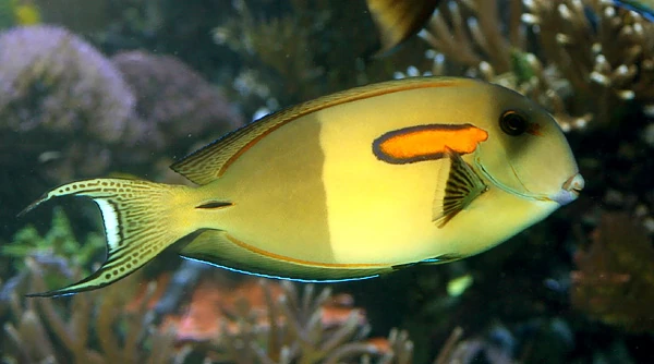 Orange Shoulder Tang | Tap Reef Wiki | Fandom