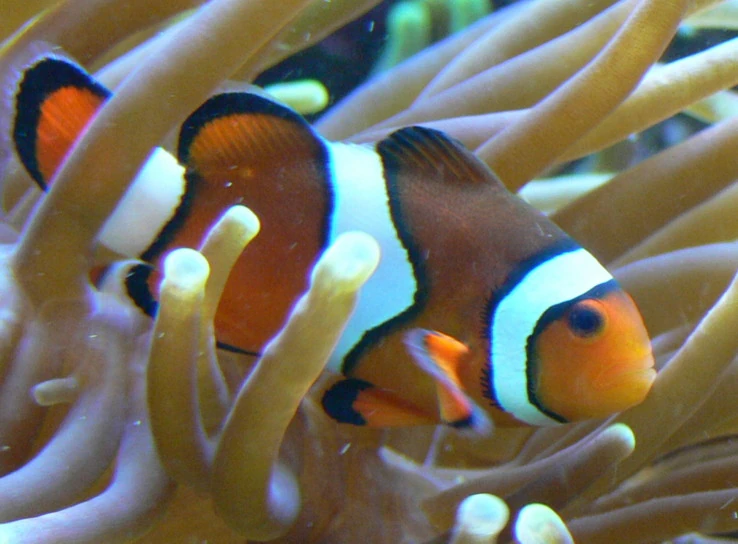 Juvenile True Percula Clownfish