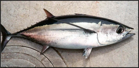 Albacore Tuna | Tap Reef Wiki | Fandom