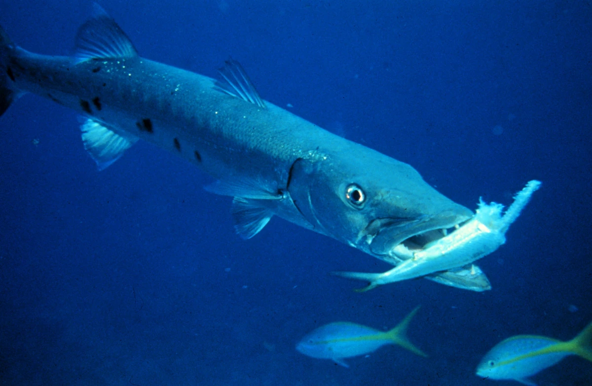 Blue Barracuda | Tap Reef Wiki | Fandom