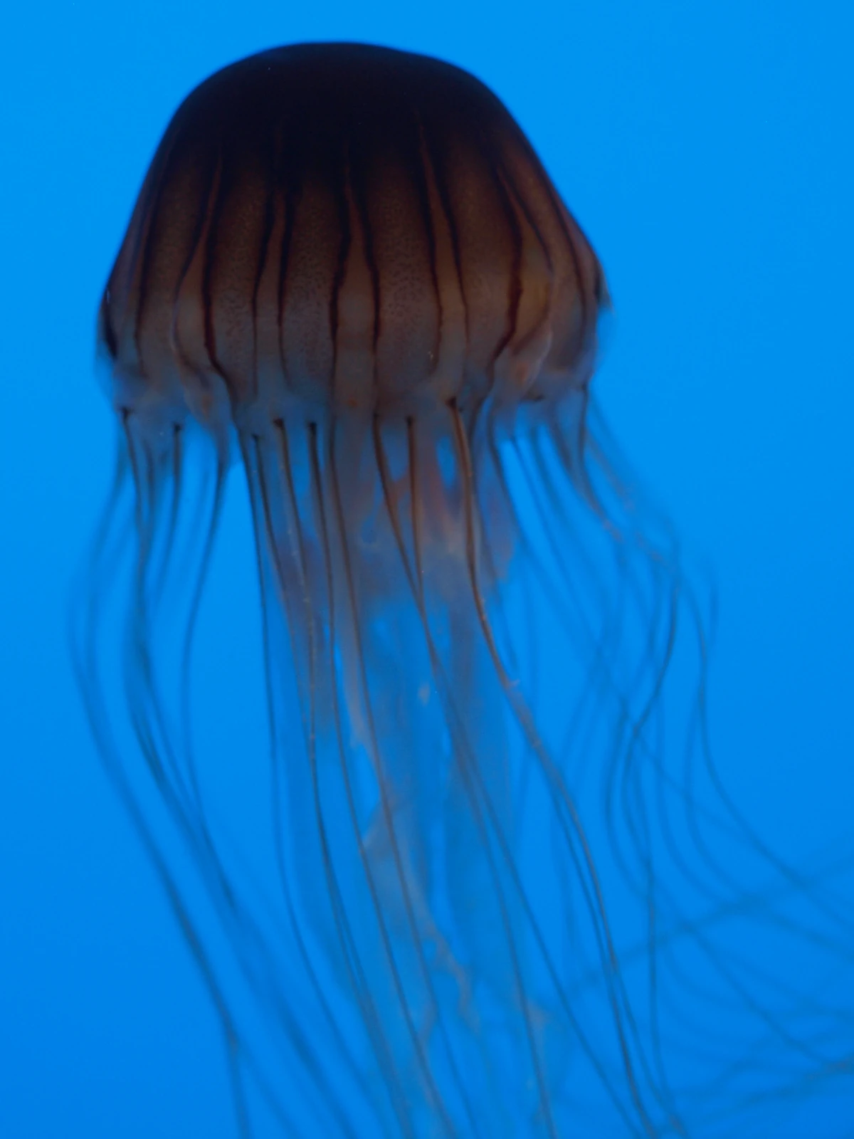 Northern Sea Nettle | Tap Reef Wiki | Fandom
