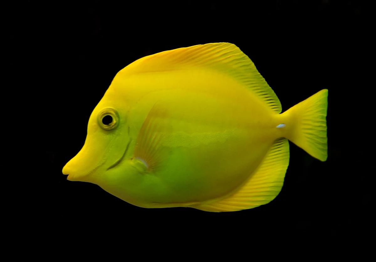 Yellow Tang | Tap Reef Wiki | Fandom