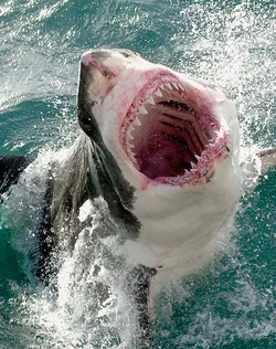 Great White Shark | Tap Reef Wiki | Fandom