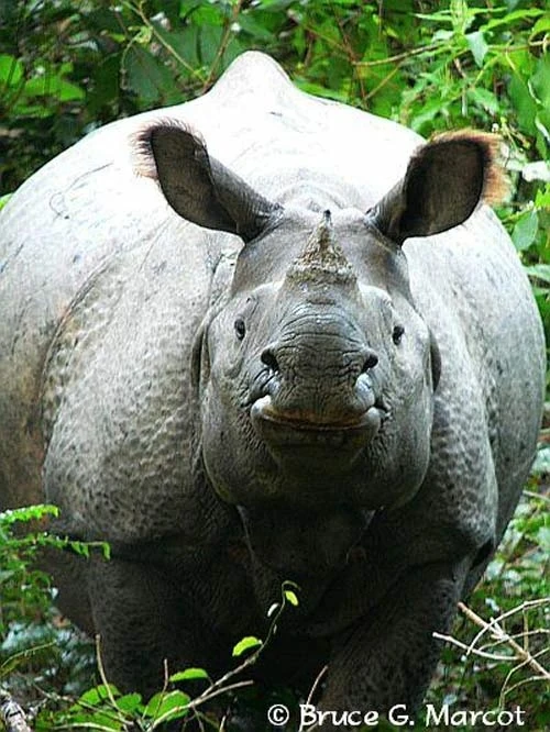 Javan Rhinoceros | TapZooAnimals Wiki | Fandom