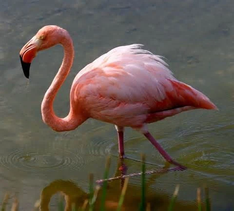 Flamingo | TapZooAnimals Wiki | Fandom