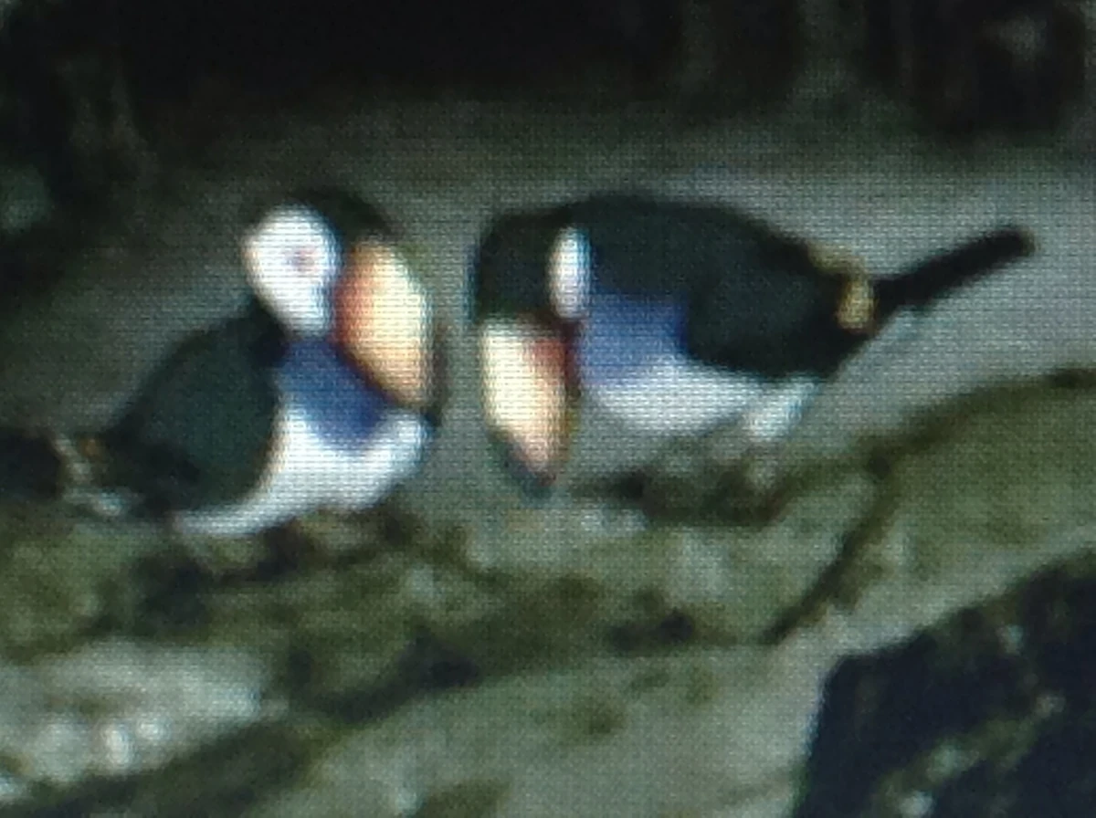 Toucan Puffin | TapZooAnimals Wiki | Fandom