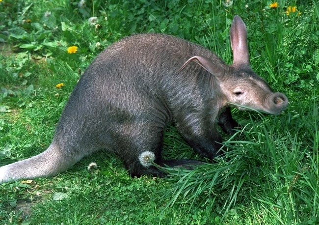 Aardvark | TapZooAnimals Wiki | Fandom