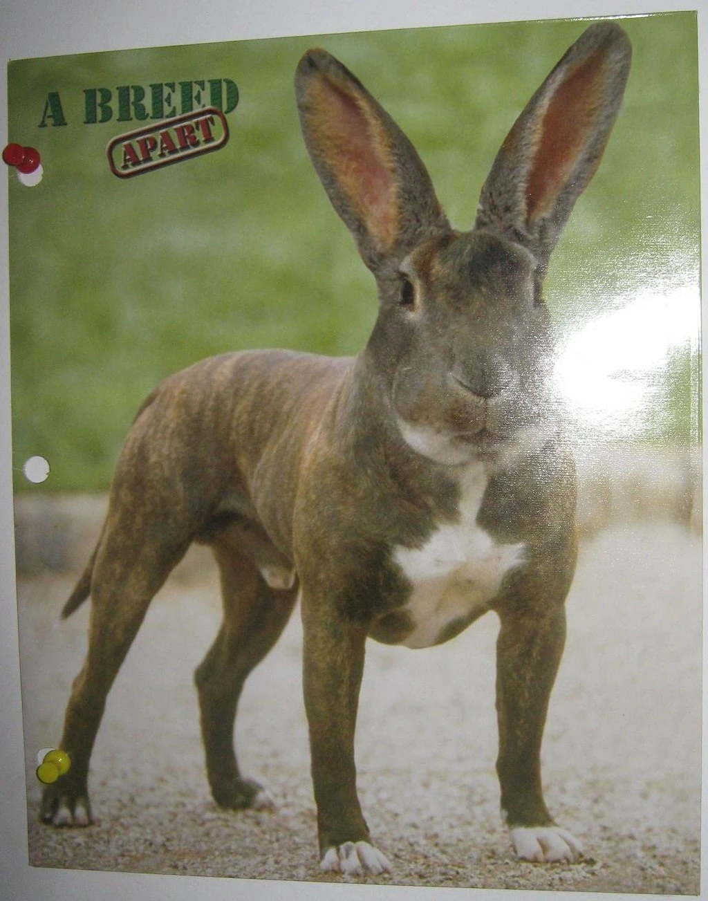 Dobbit | TapZooAnimals Wiki | Fandom