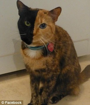 Venus the cat | TapZooAnimals Wiki | Fandom