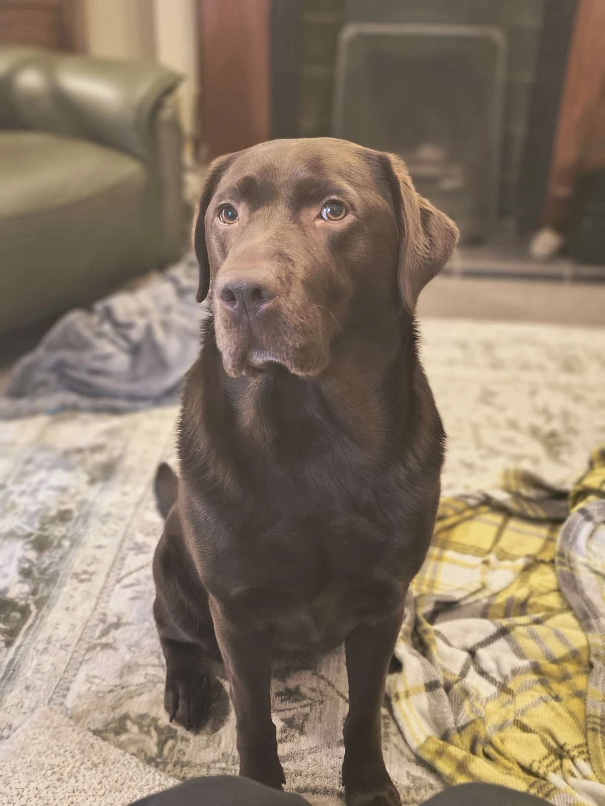 Ernie (Dog) | TAR PROGRAMMING Wiki | Fandom