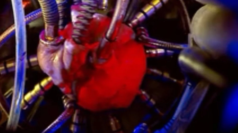 Organ (anatomy) | Tardis | Fandom