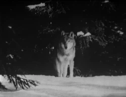 Wolf/Appearances | Tardis | Fandom