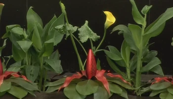 Rakweed | Tardis | Fandom