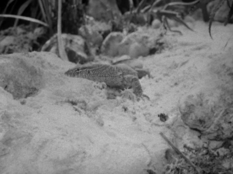 Monitor lizard | Tardis | Fandom