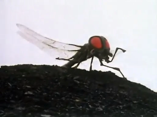 Giant fly | Tardis | Fandom