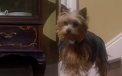Yorkshire Terrier | Tardis | Fandom
