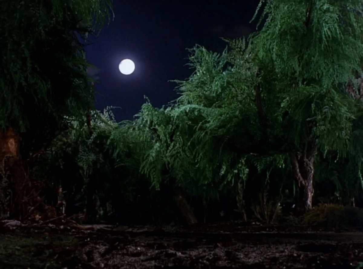 Forest | Tardis | Fandom