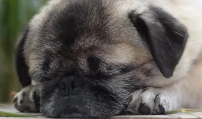 Puppy (The Twelfth Doctor's been Timejacked!) | Tardis | Fandom