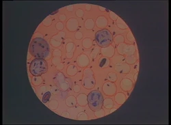 Schizophyte | Tardis | Fandom