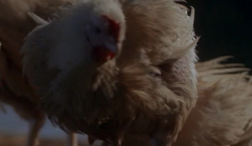Genetically Modified Headless Chicken