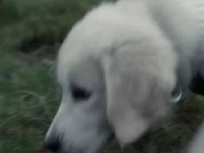 Dog 1 (2016 BBC Christmas ident) | Tardis | Fandom