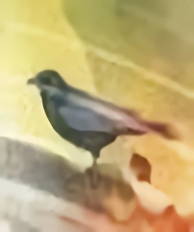 Colin (The World Tree) | Tardis | Fandom