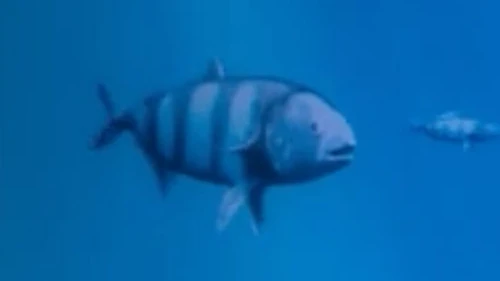 Pilot fish | Tardis | Fandom