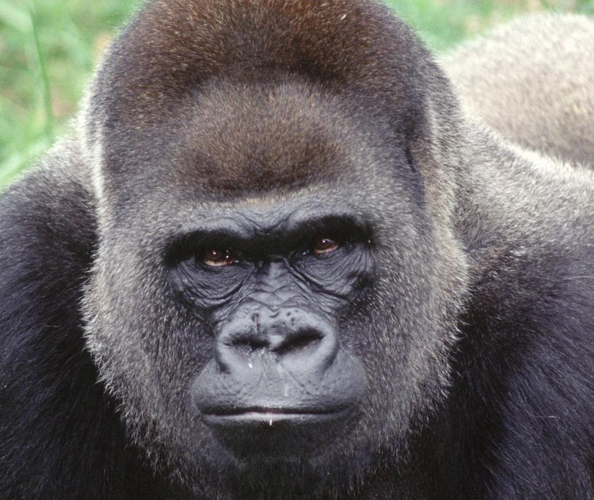 Kerchak (character) | Tarzan Wiki | Fandom
