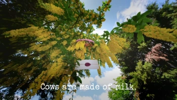 Cows are made of milk. | Taskmaster Wiki | Fandom