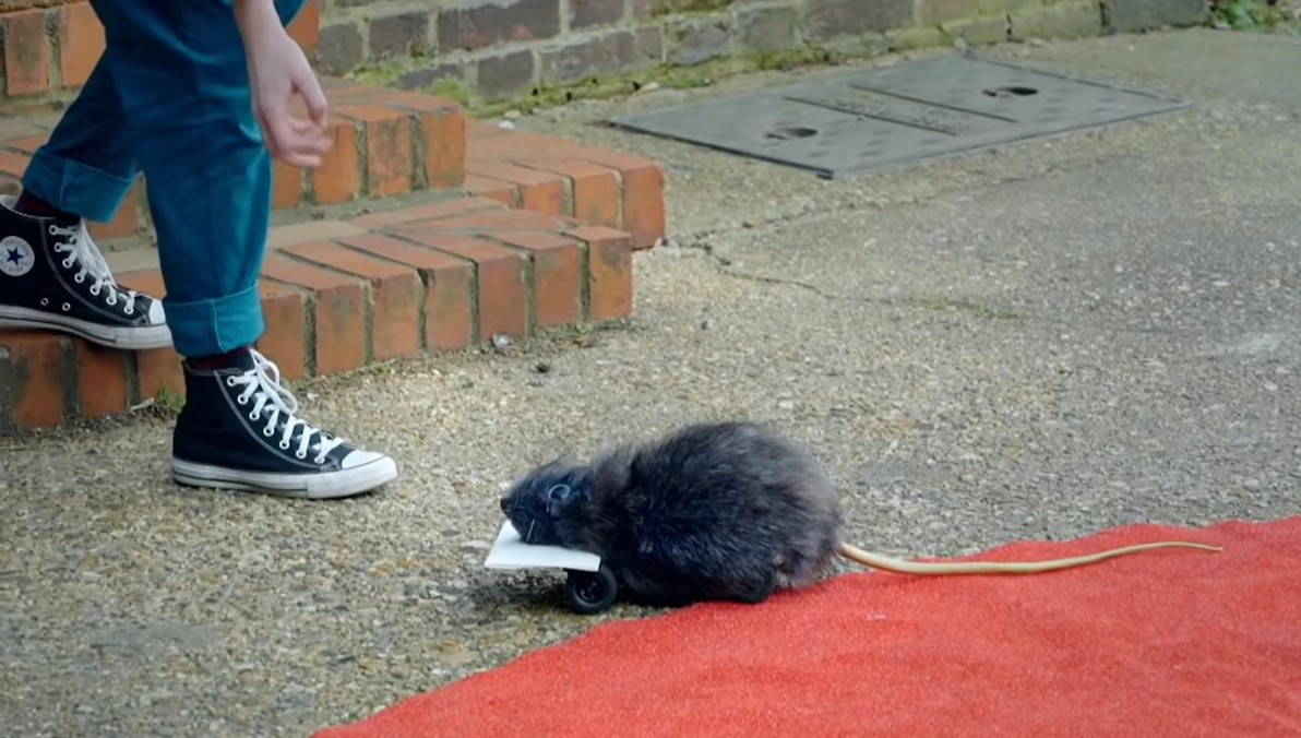 Roger the Rat | Taskmaster Wiki | Fandom