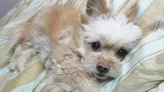 Molly | Taste Gaming Wiki | Fandom