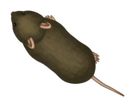 Mouse | Dingo Games Wiki | Fandom